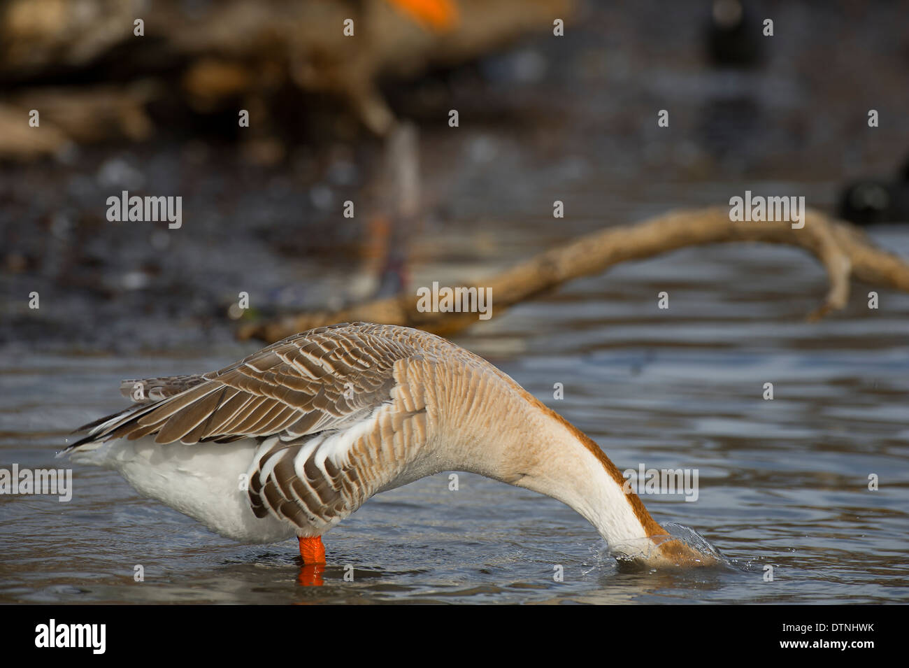 Chinese goose in White Rock Lake, Dallas, Texas, USA Stock Photo - Alamy