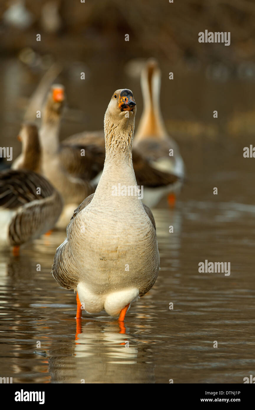 Chinese goose in White Rock Lake, Dallas, Texas, USA Stock Photo - Alamy