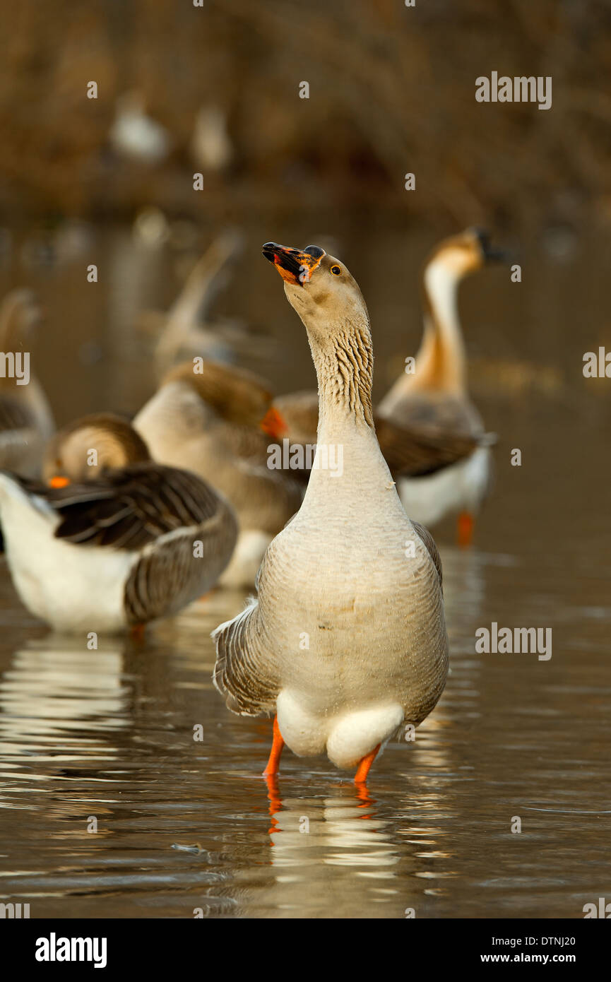 Chinese goose in White Rock Lake, Dallas, Texas, USA Stock Photo - Alamy