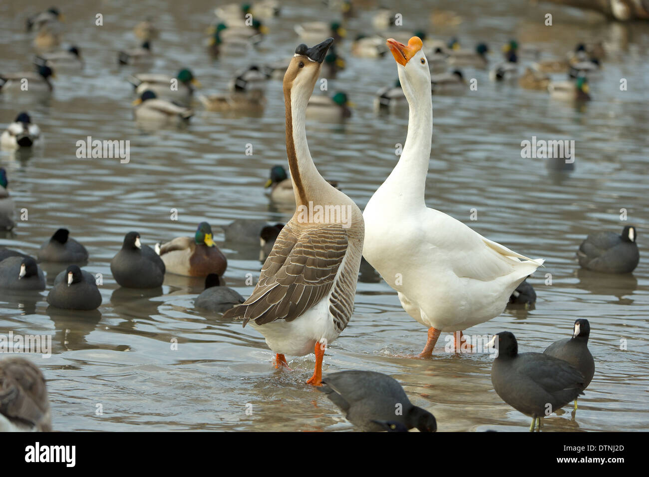 Chinese goose in White Rock Lake, Dallas, Texas, USA Stock Photo - Alamy