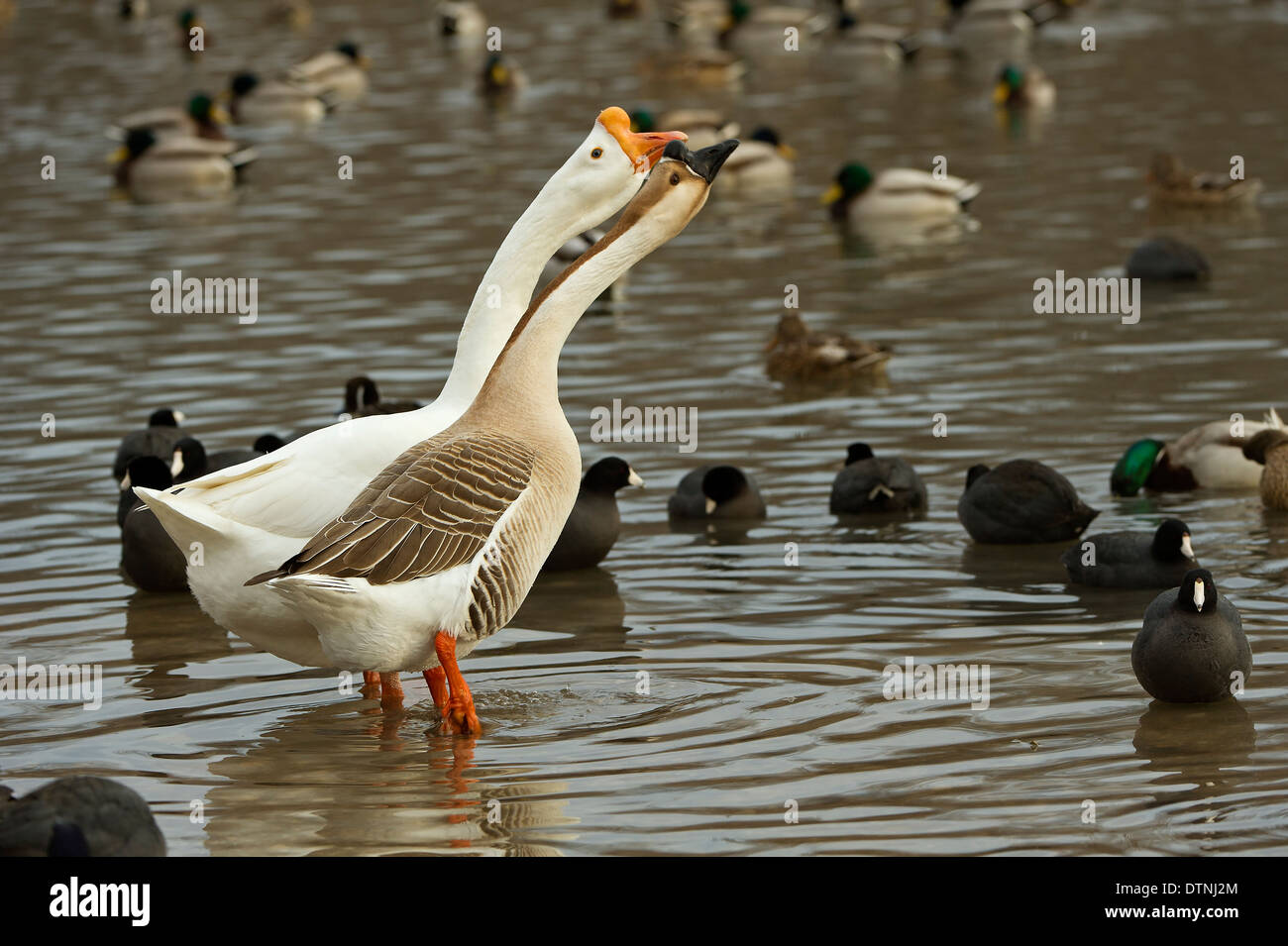 Chinese goose in White Rock Lake, Dallas, Texas, USA Stock Photo - Alamy