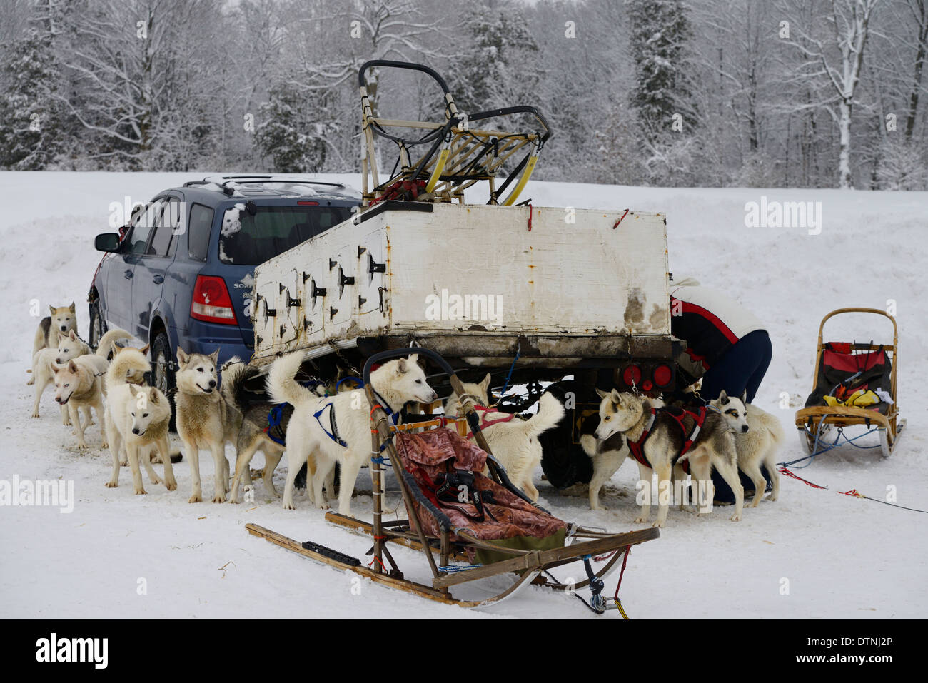 Dog sleds hi-res stock photography and images - Alamy