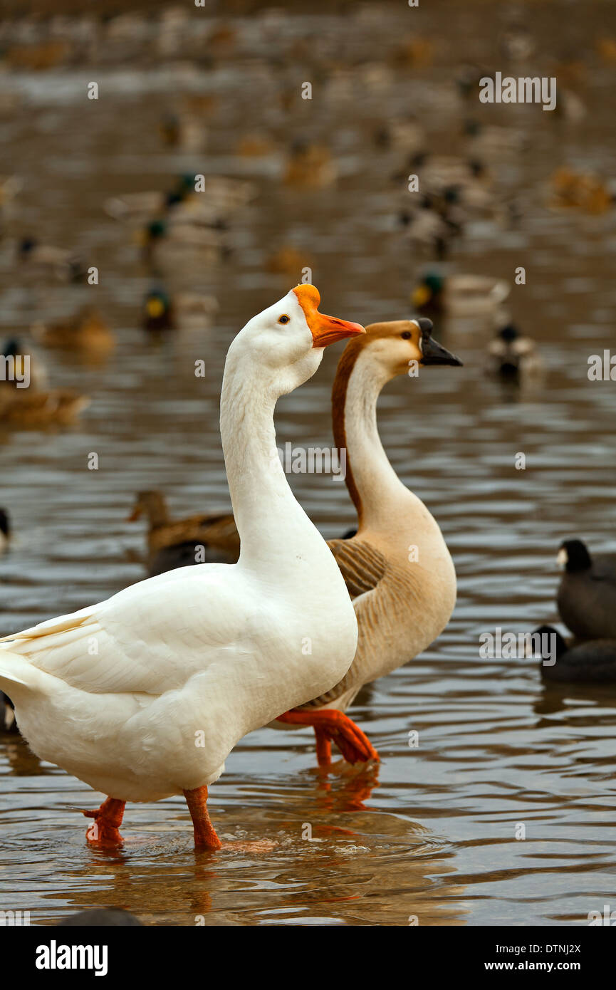 Chinese goose in White Rock Lake, Dallas, Texas, USA Stock Photo - Alamy