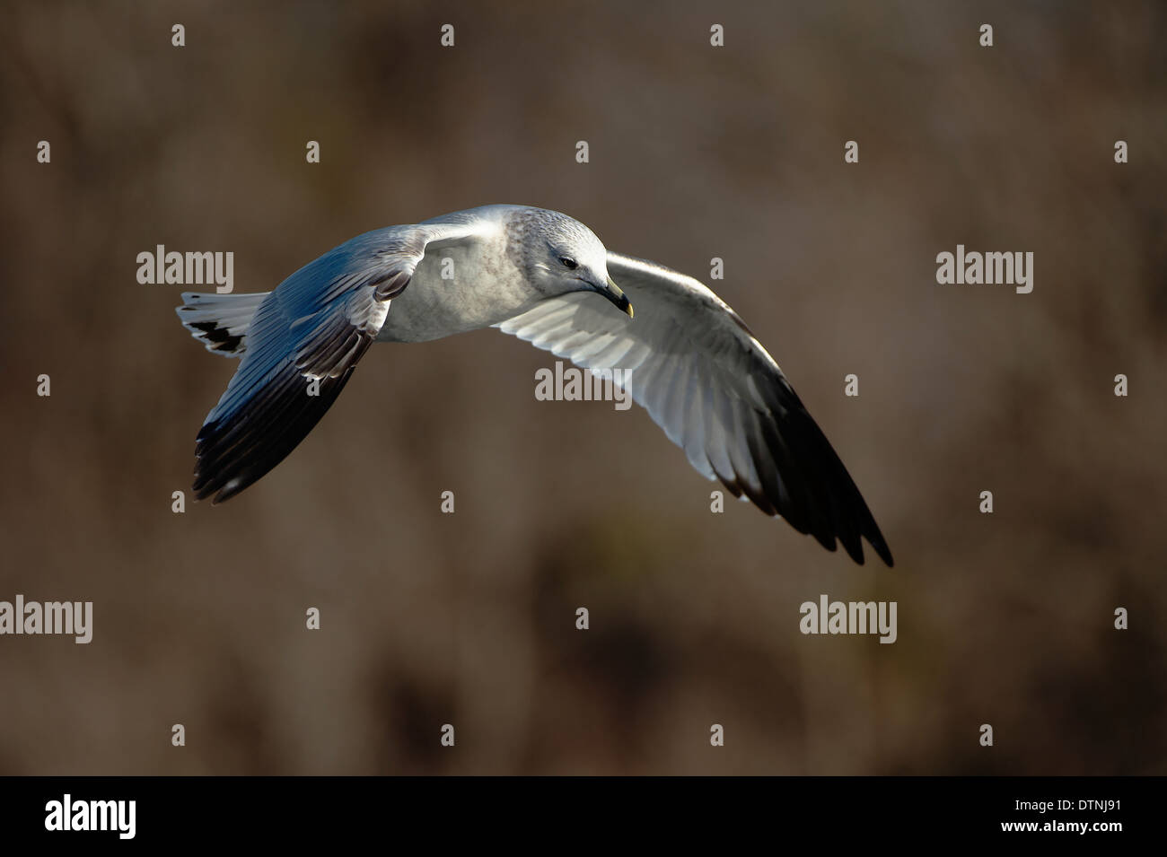 Gull rock lake hi-res stock photography and images - Alamy