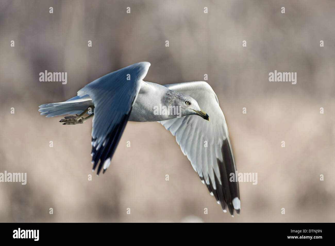 Gull rock lake hi-res stock photography and images - Alamy