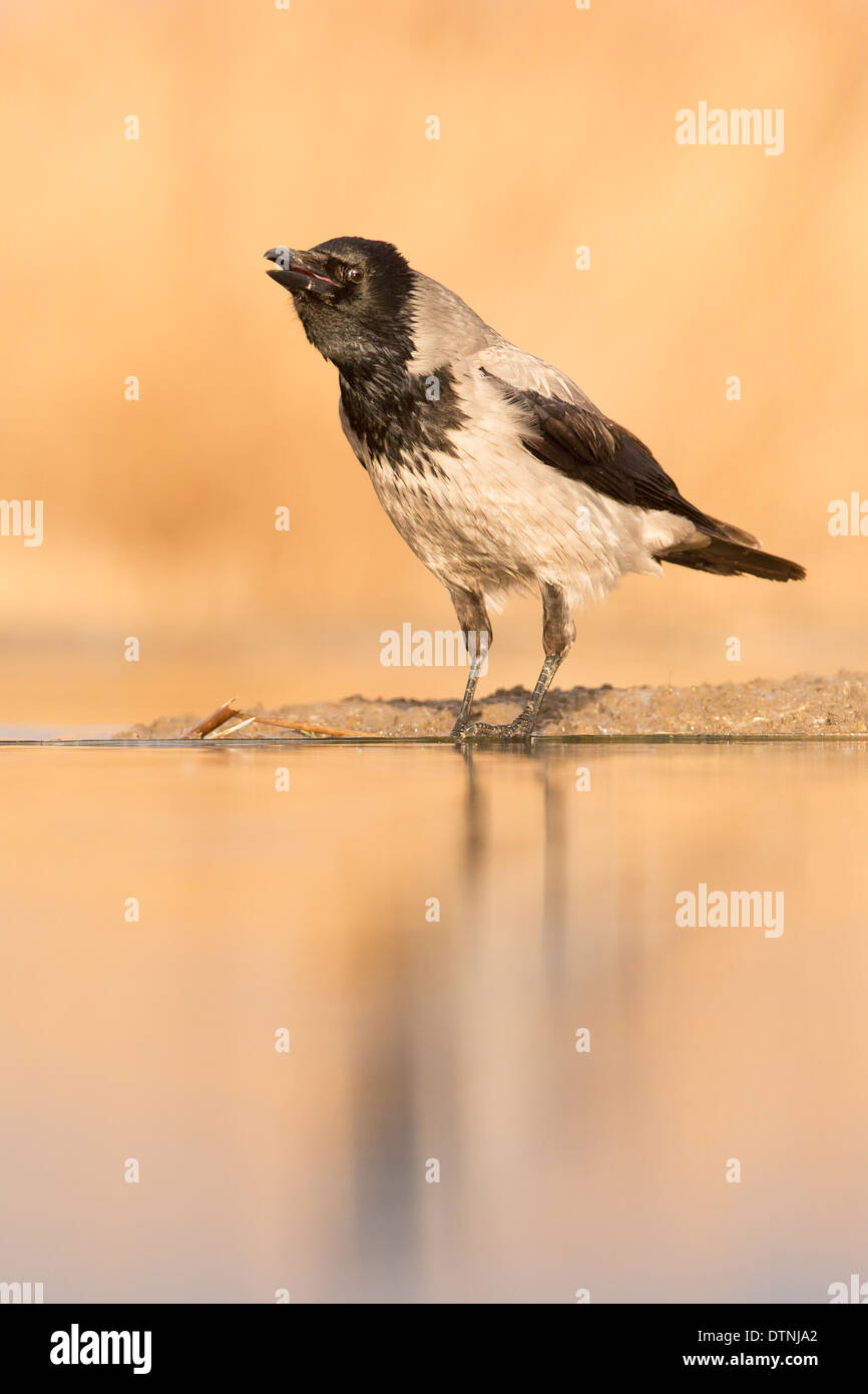 Crying bird hi-res stock photography and images - Alamy