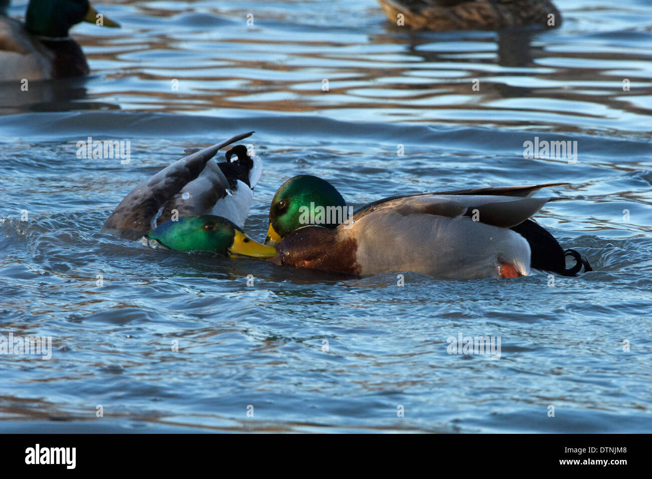 Mallard duck bird hi-res stock photography and images - Alamy