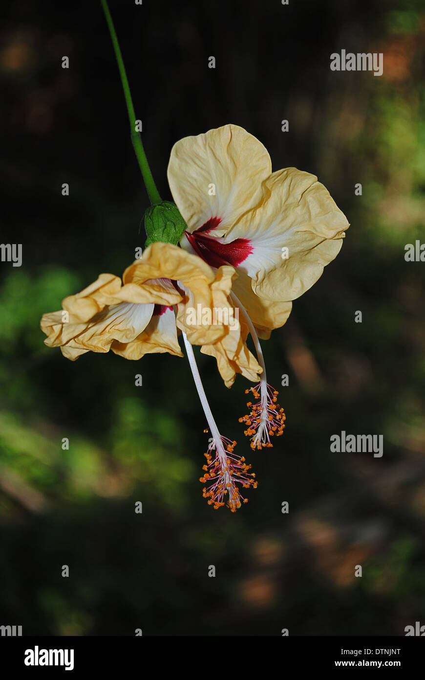 Twin flower hi-res stock photography and images - Alamy