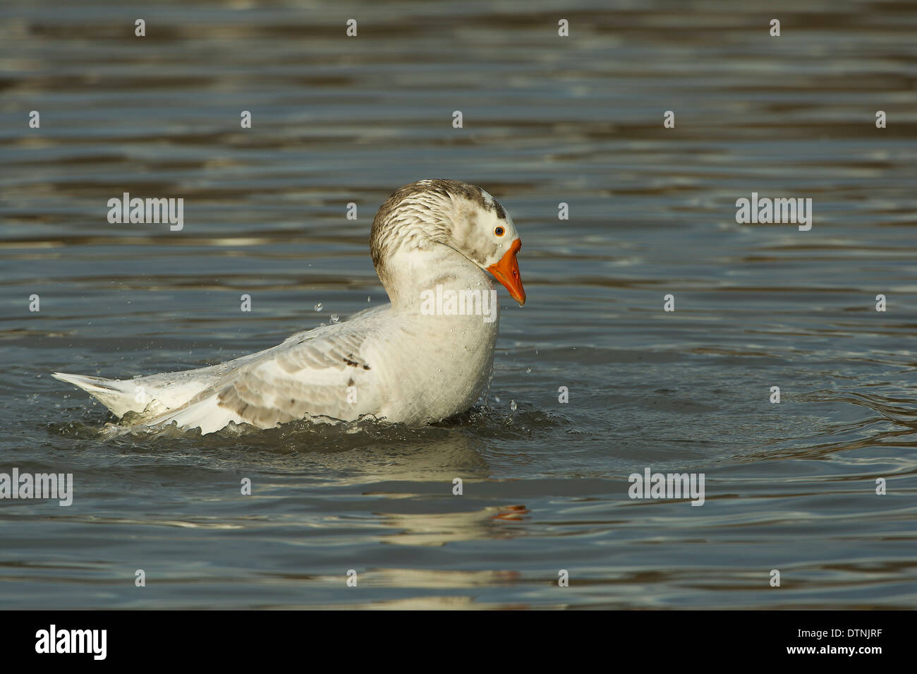 Snow goose in White Rock Lake, Dallas, Texas, USA Stock Photo - Alamy