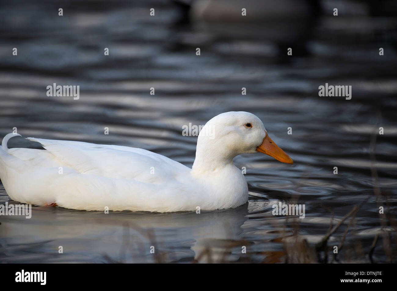 American pekin duck hi-res stock photography and images - Alamy