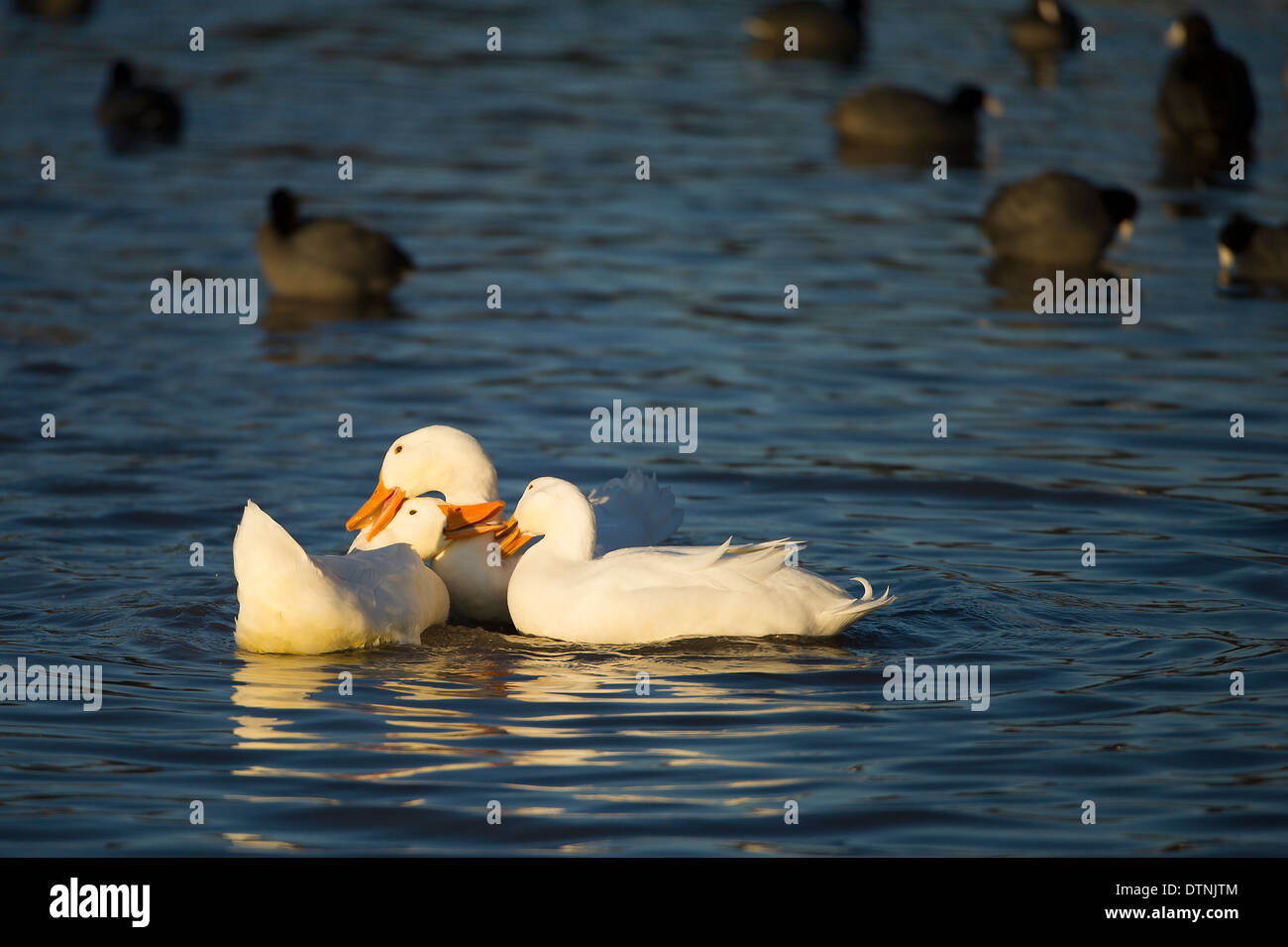 American mallard duck hi-res stock photography and images - Alamy