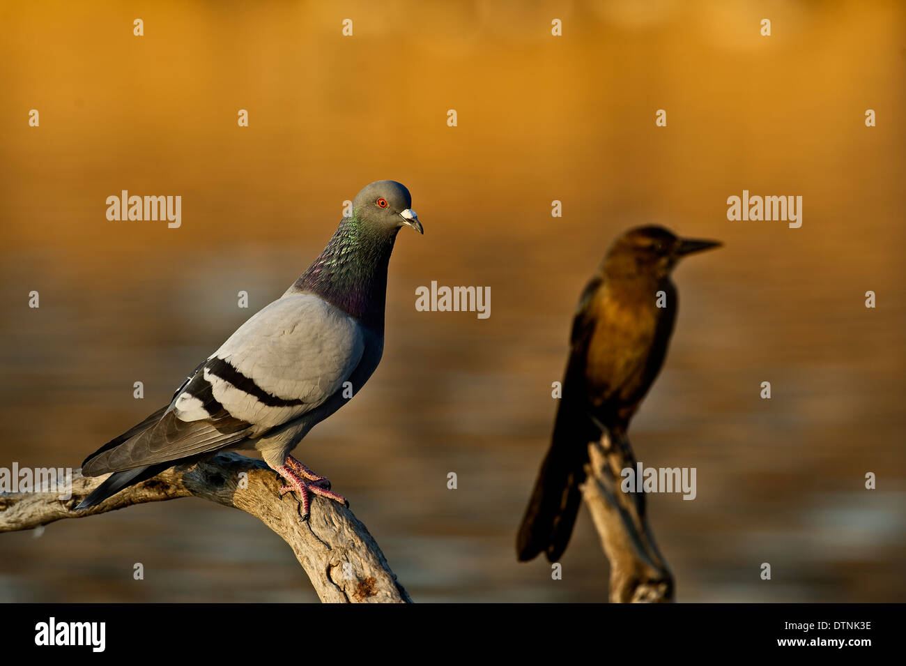 "Rock dove bird in White Rock Lake, Dallas, Texas, USA Stock Photo - Alamy