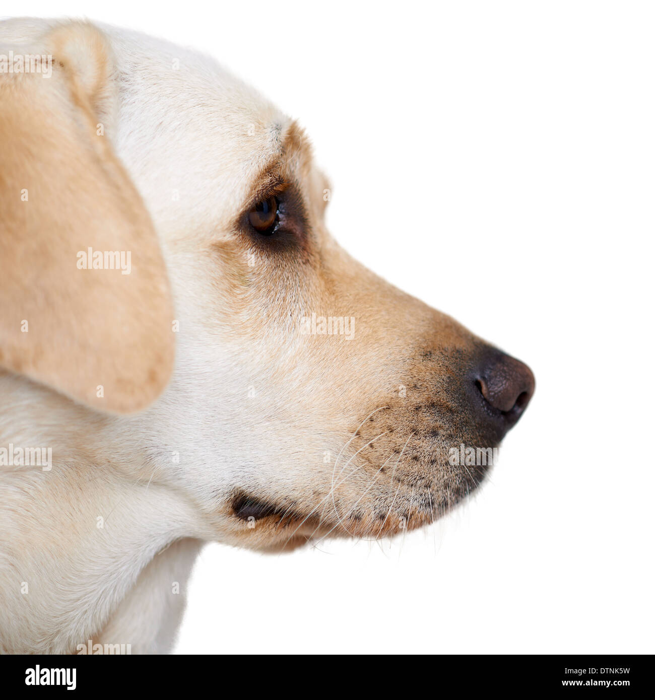 Labrador dog profile portrait head hi-res stock photography and images ...