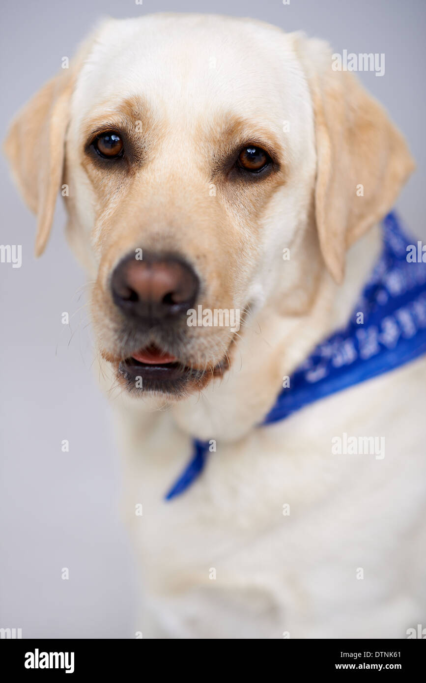 Golden closeup hi-res stock photography and images - Alamy