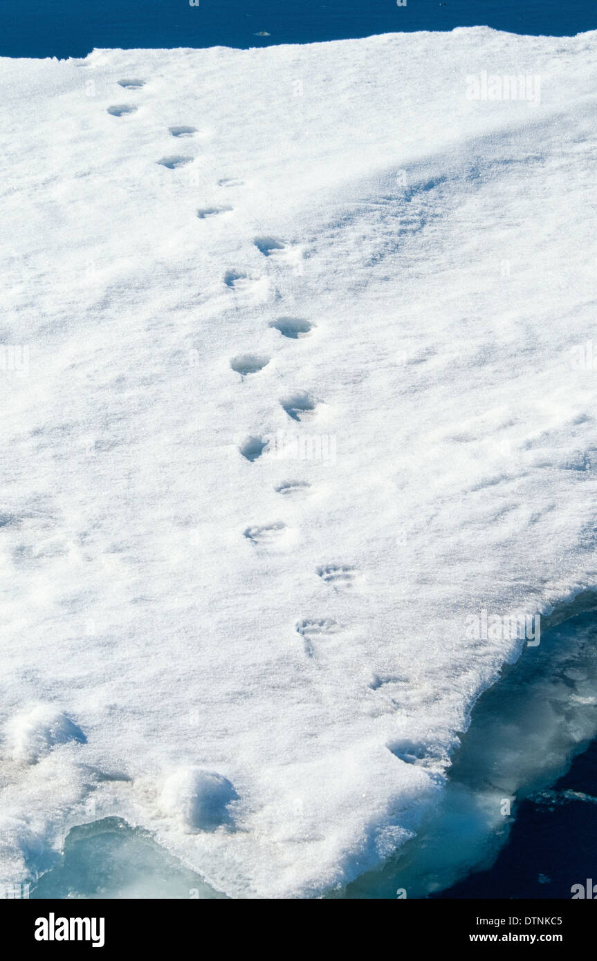 Bear footprint hi-res stock photography and images - Alamy