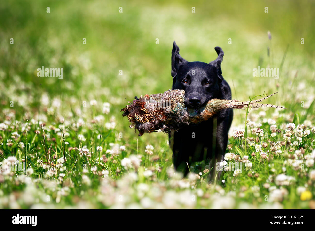 Dog with pheasant Stock Photo - Alamy