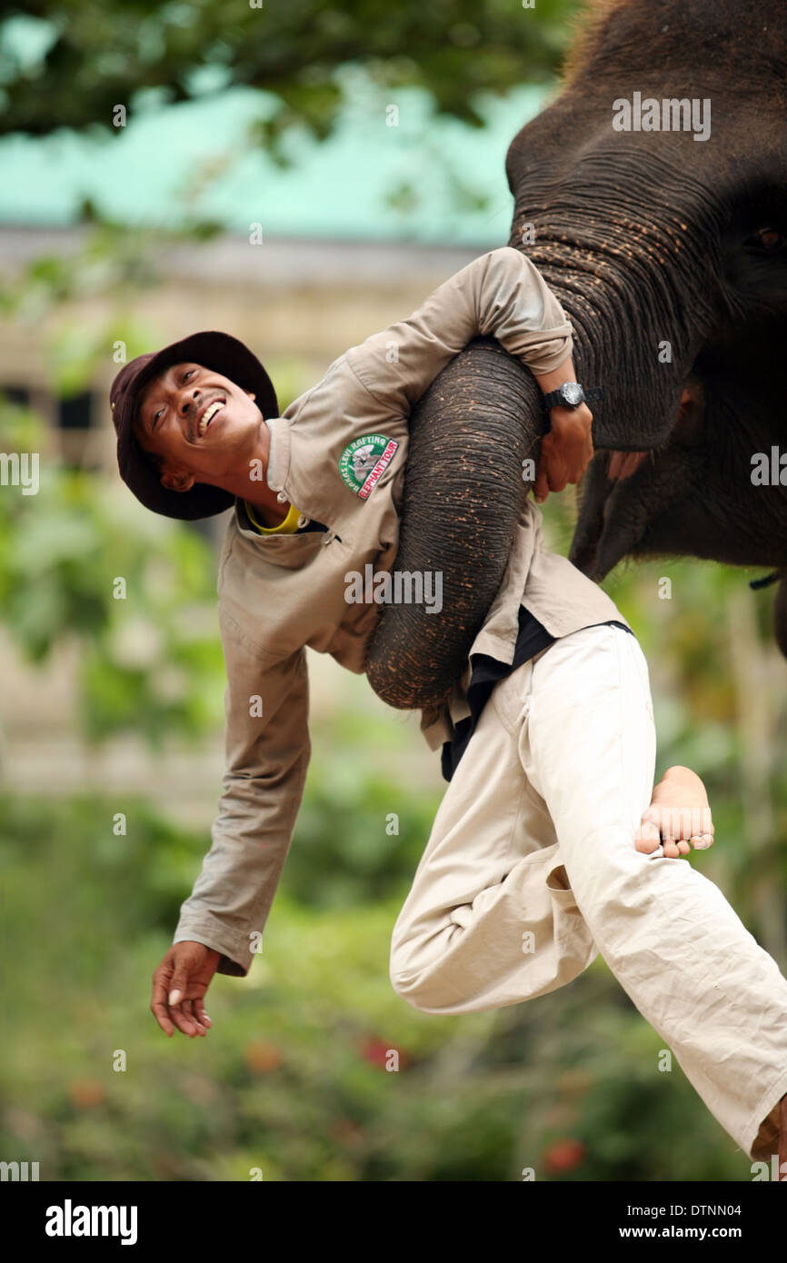 Indonesia, Bali 30 october 2007: The big elephant holds a trunk the man ...