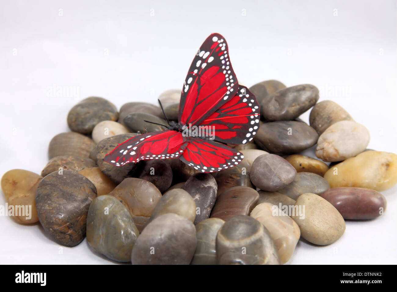 Orange color butterfly hi-res stock photography and images - Alamy