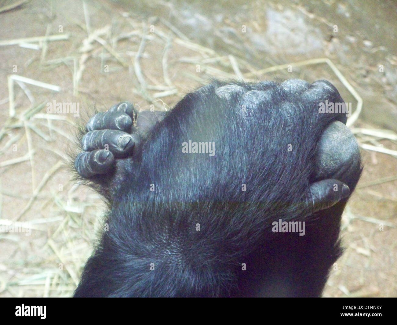 Gorilla hand hi-res stock photography and images - Alamy