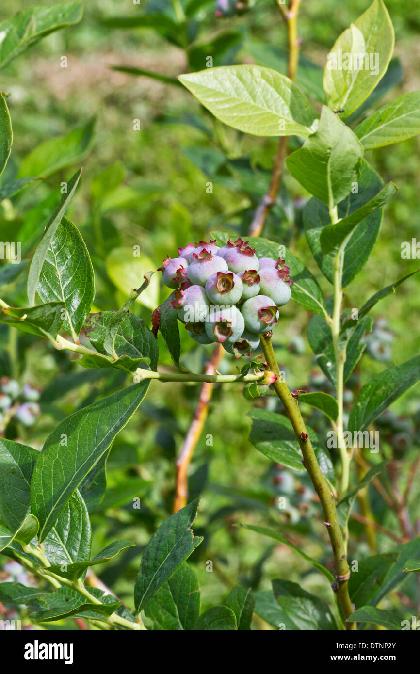 Bush of wild blueberries hi-res stock photography and images - Alamy