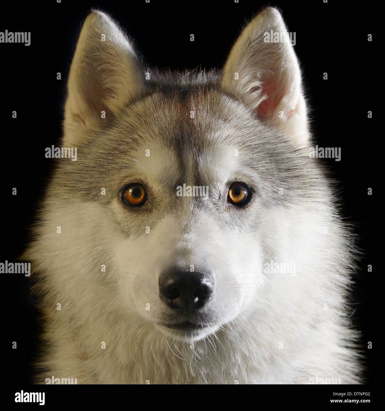 portrait of Siberian Husky dog Stock Photo - Alamy