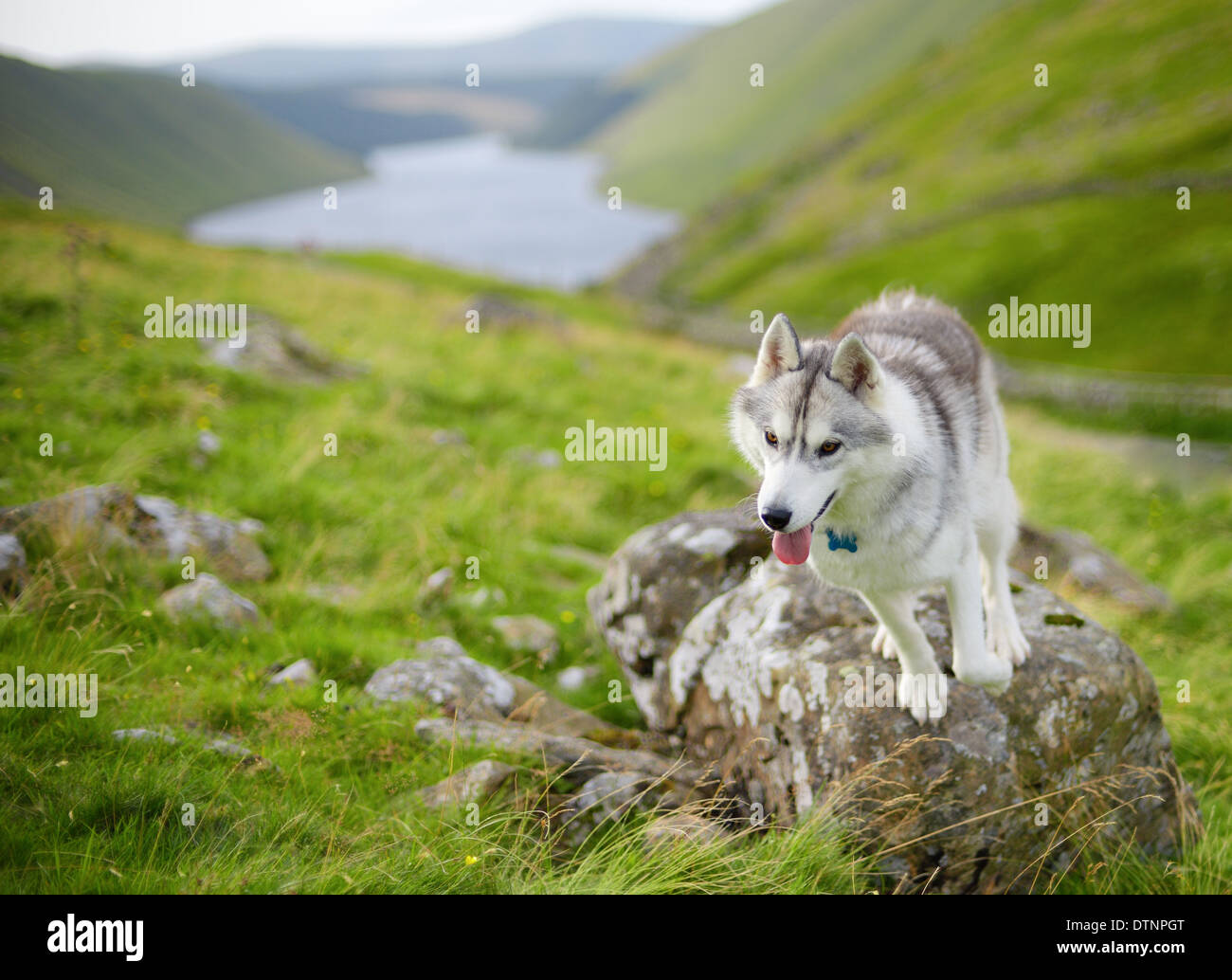 portrait of Siberian Husky dog, Talla, Scotland, UK Stock Photo - Alamy