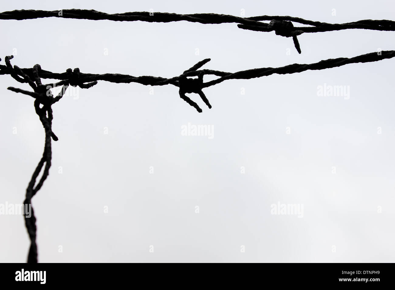 Barbed wire backlit Stock Photo - Alamy