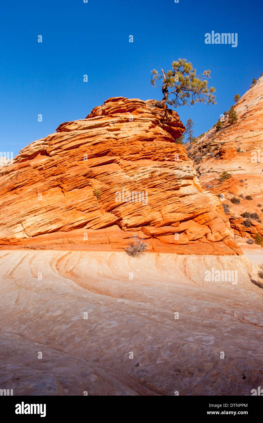 A very determined Pinion Pine Tree growing from the top of a sandstone ...