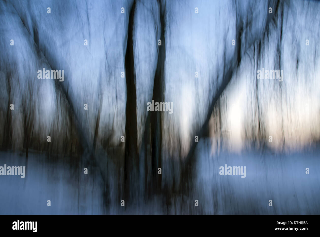 Tann wald hi-res stock photography and images - Alamy