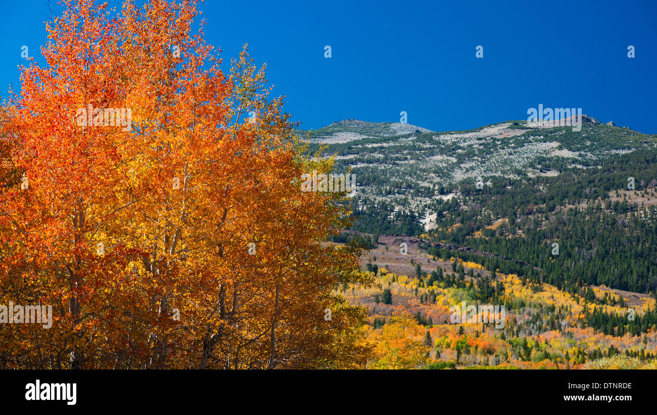 Toiyabe national forest hi-res stock photography and images - Alamy
