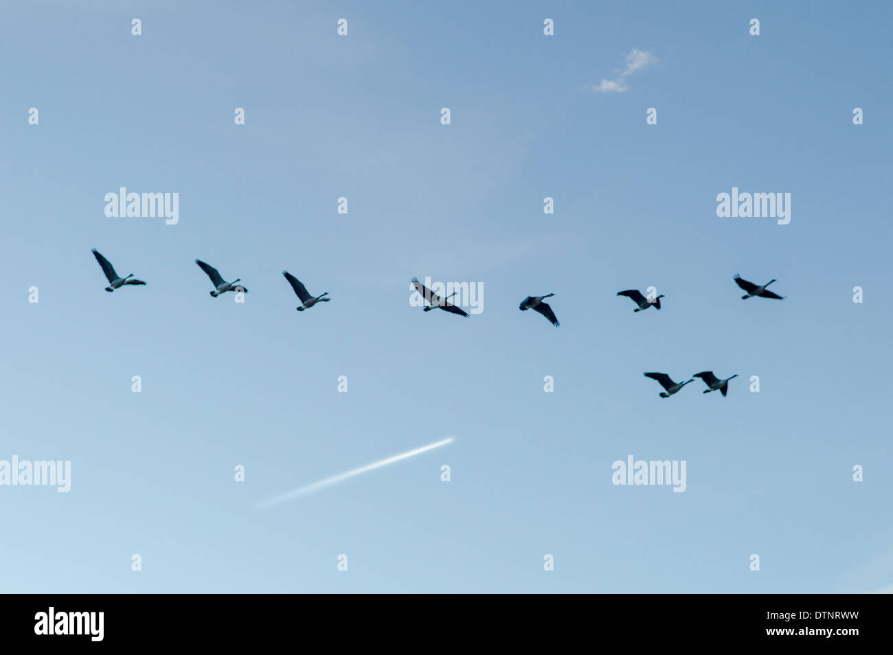 Commercial airliner jet trails & V formation of Canadian Geese against ...