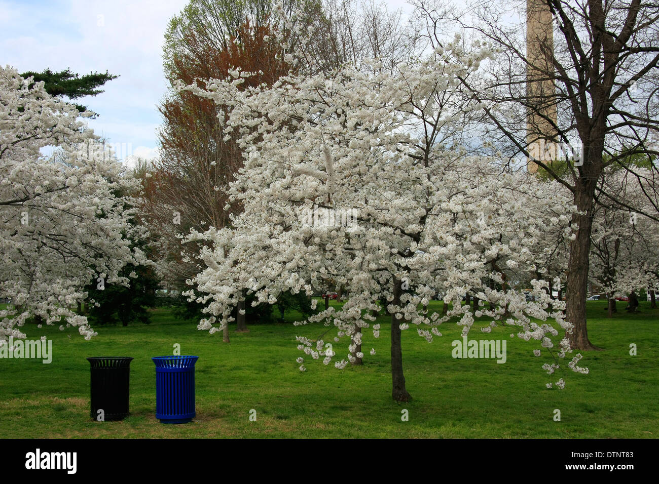 Two cherry trees hi-res stock photography and images - Alamy