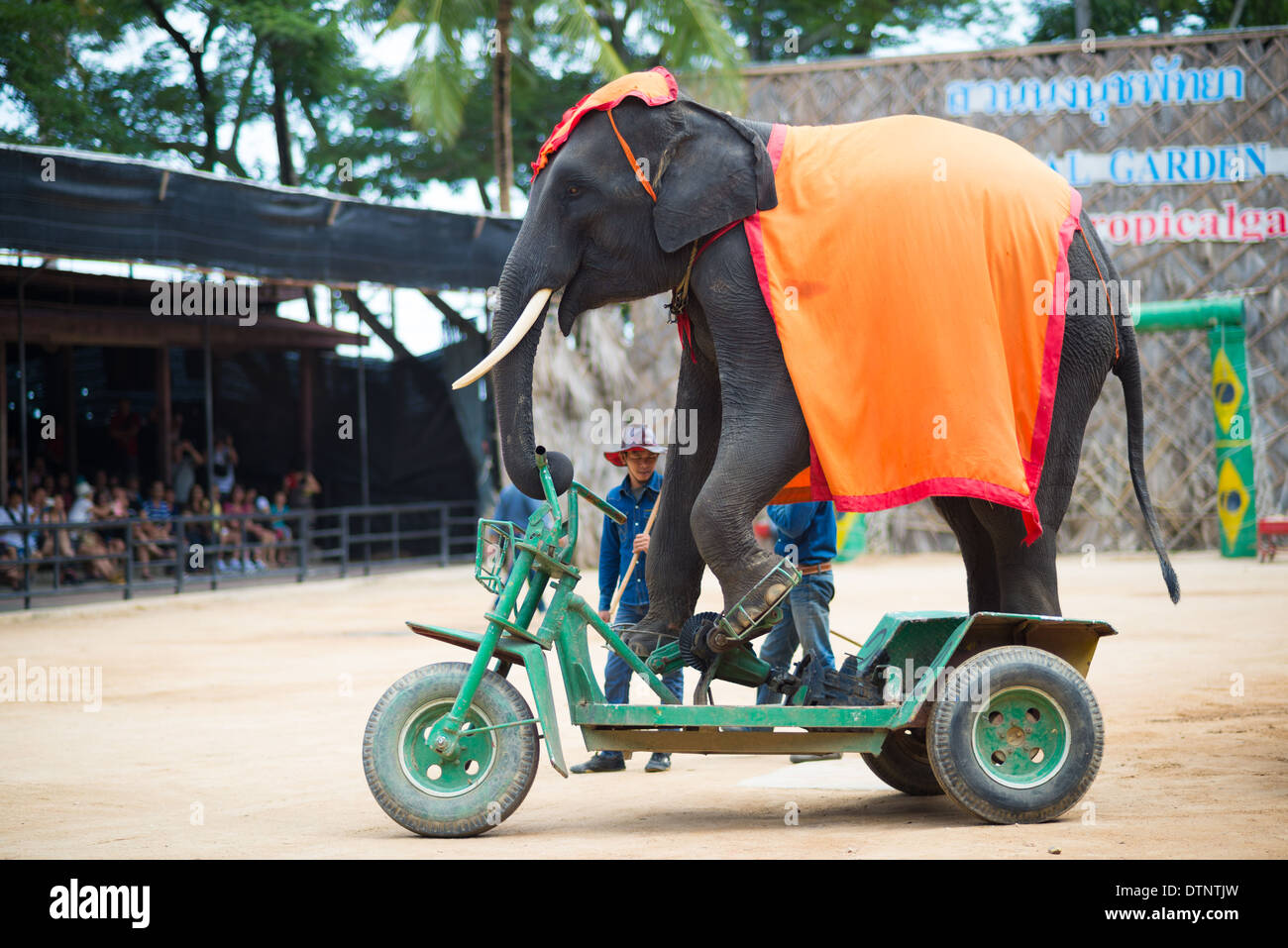 Thai elephant riding a bicycle, performing at Nong Nooch Tropical ...