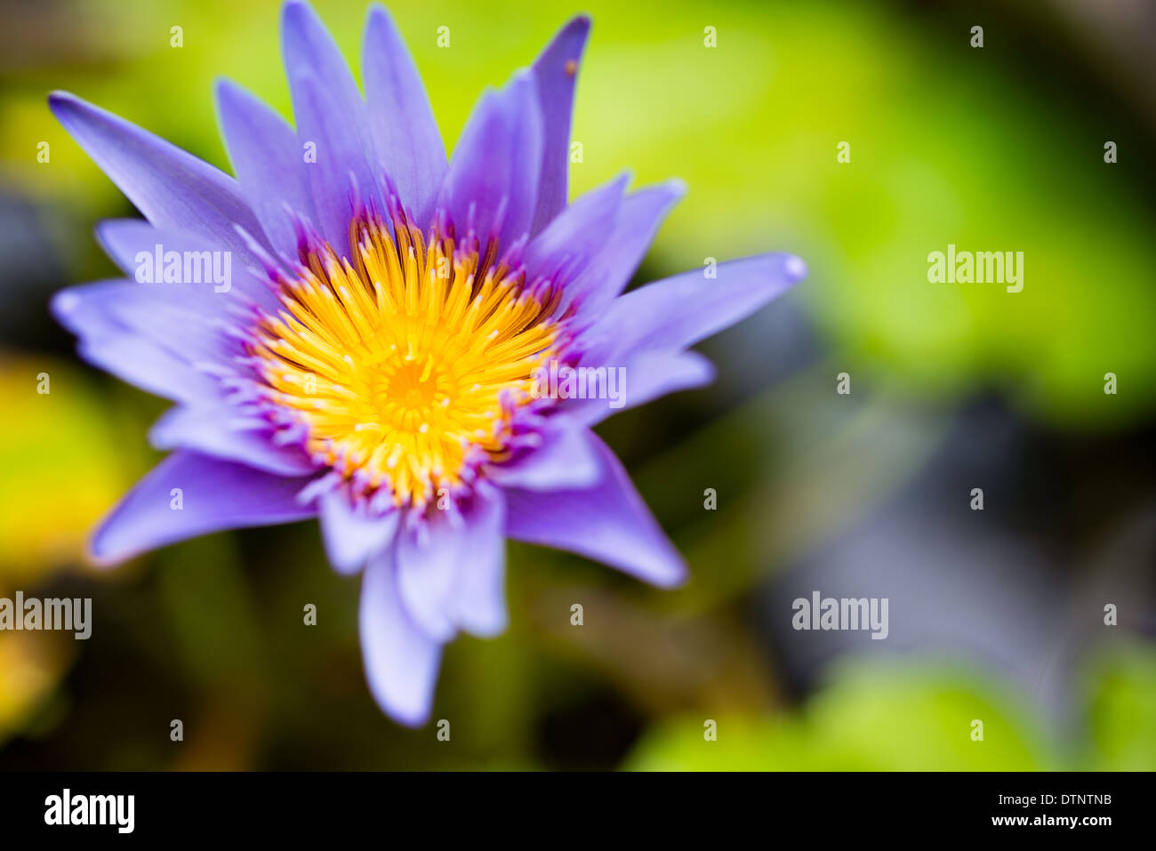 Purple lotus one beautiful flower hi-res stock photography and images ...