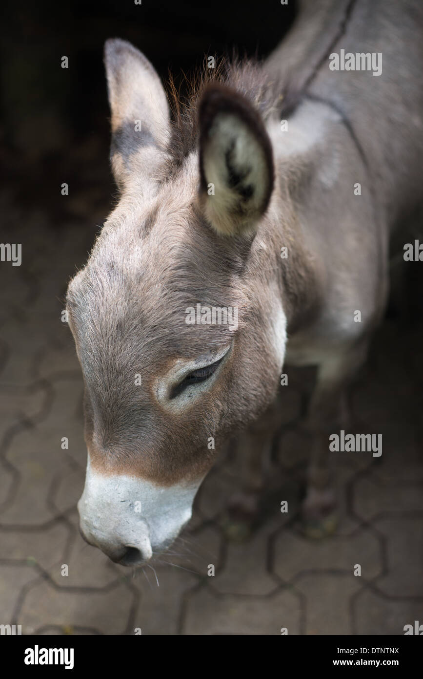 Cute donkey hi-res stock photography and images - Alamy
