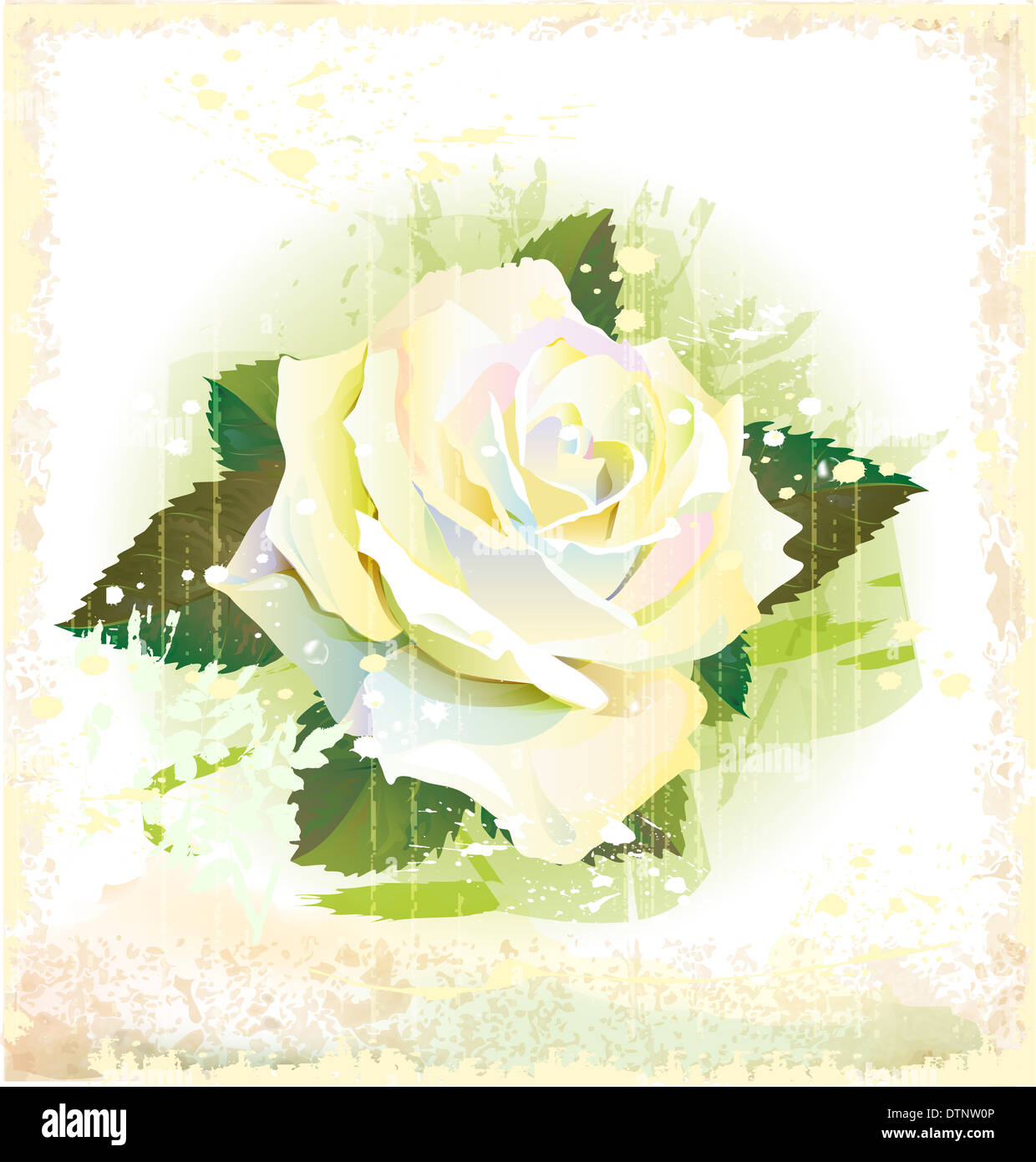vintage illustration of white rose Stock Photo - Alamy