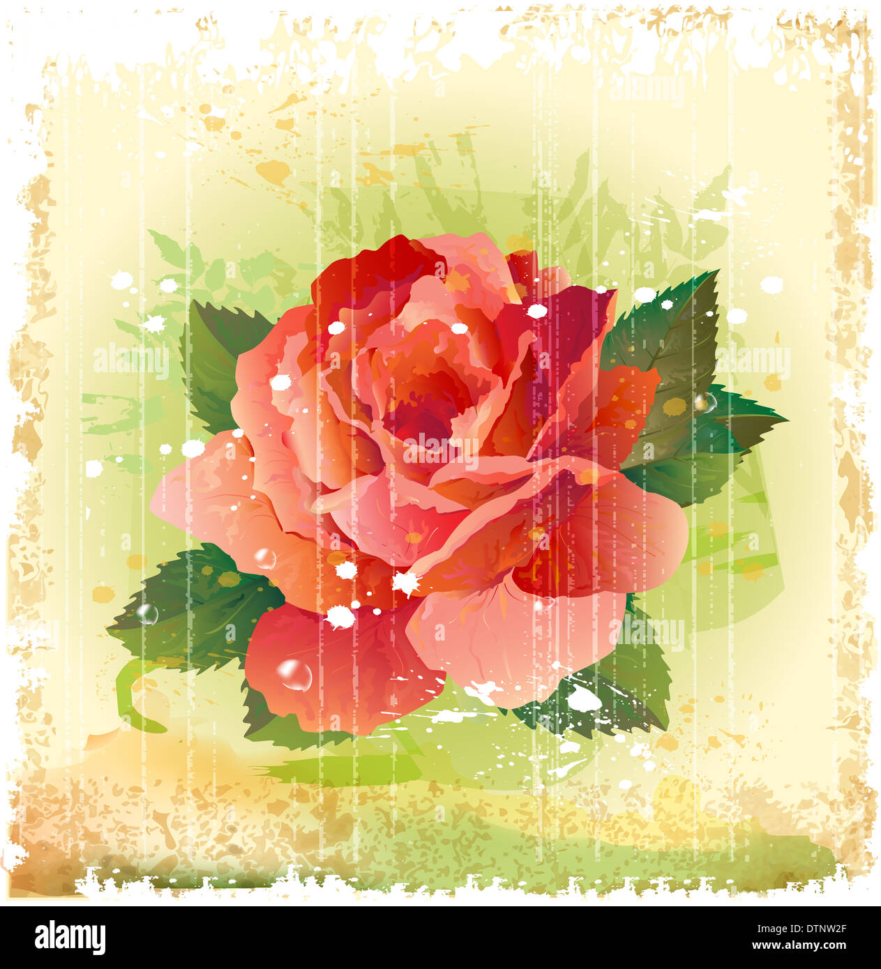 vintage illustration of red rose Stock Photo - Alamy