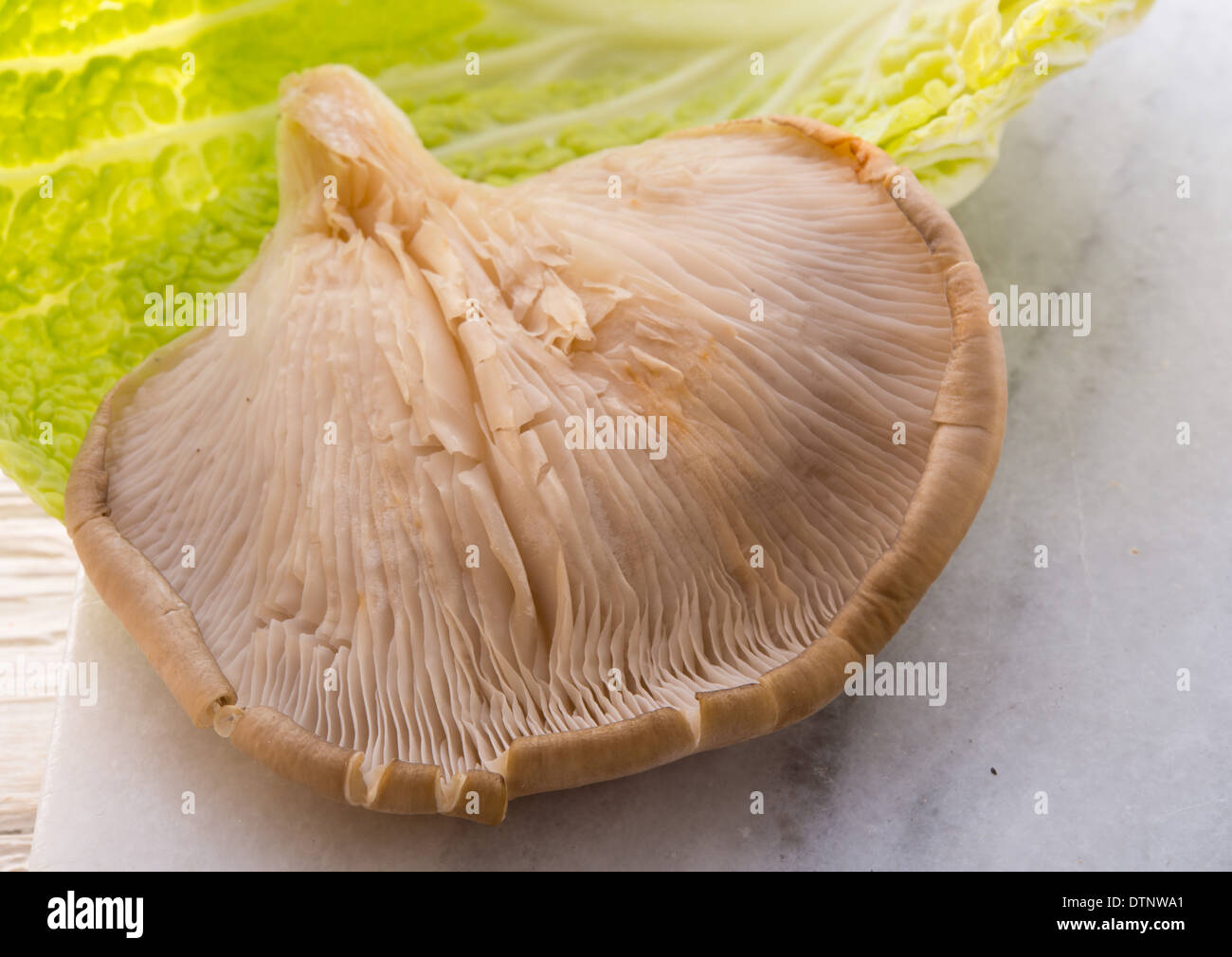 Group fresh pleurotus ostreatus hi-res stock photography and images - Alamy