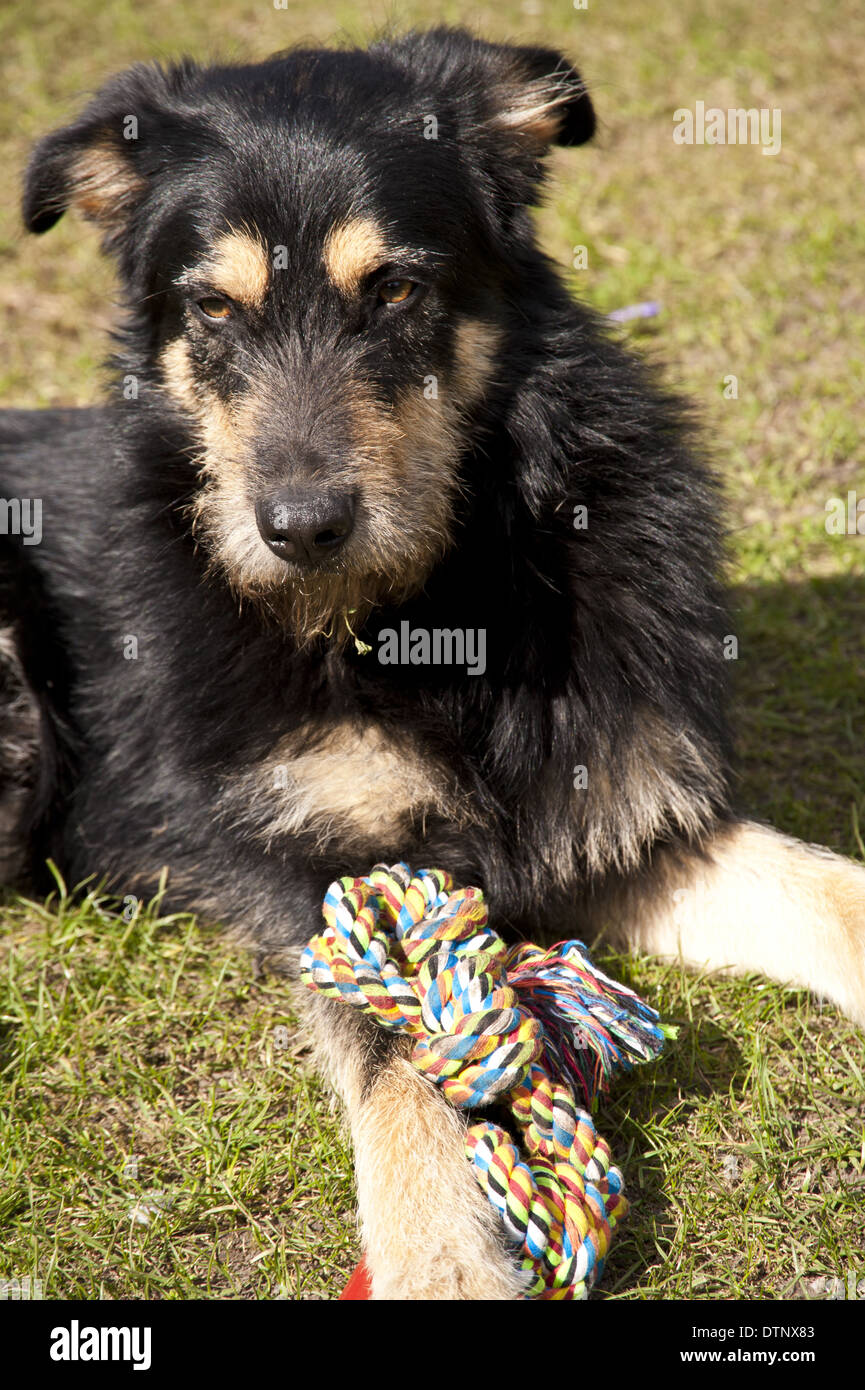 Cross breed dog Stock Photo - Alamy
