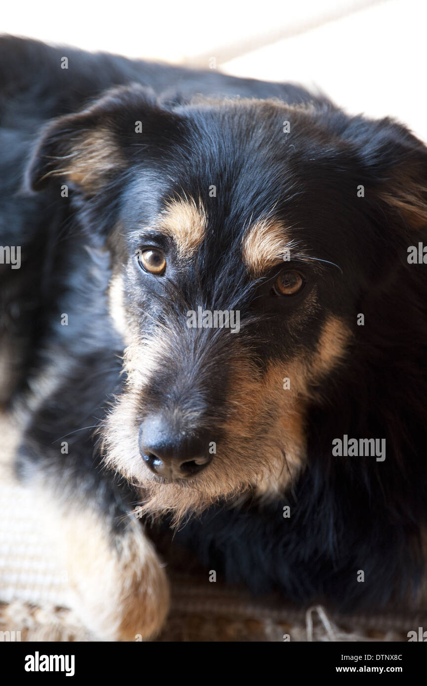 Cross breed dog Stock Photo - Alamy