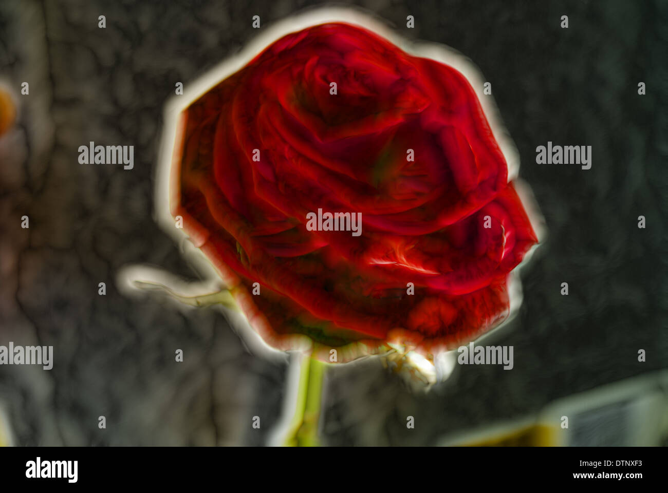 Edel rose hi-res stock photography and images - Alamy