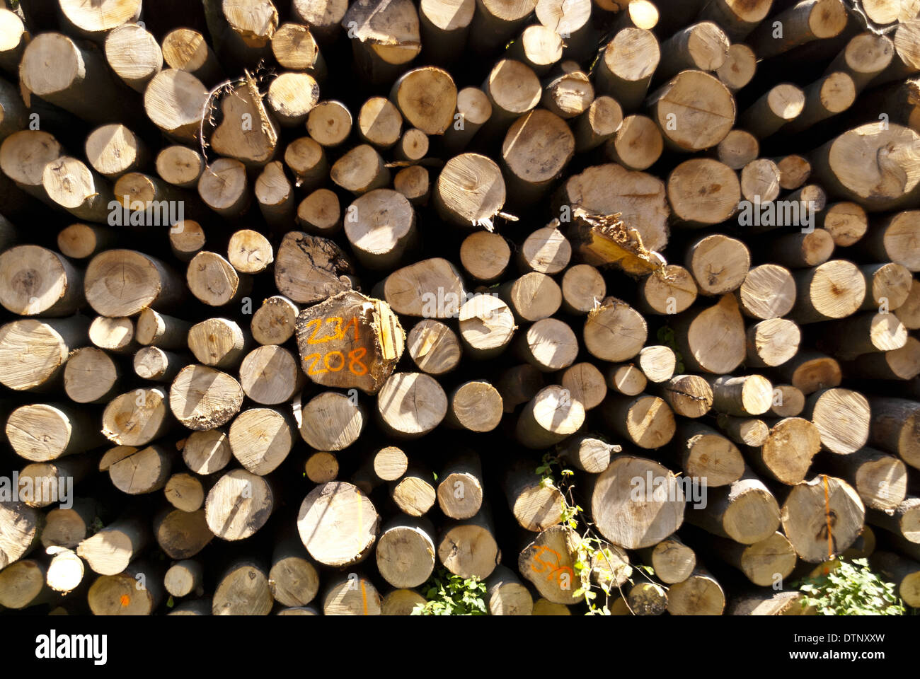 Stack of Timber Stock Photo - Alamy