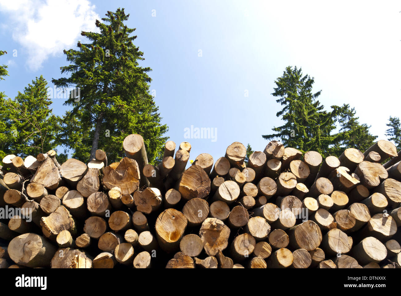 Stack of Timber Stock Photo - Alamy