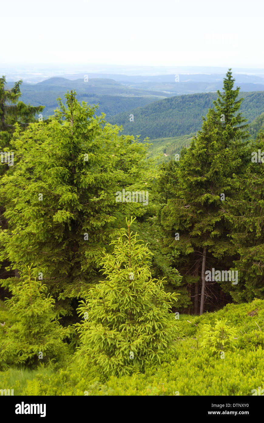 Rennsteig wanderweg hi-res stock photography and images - Alamy