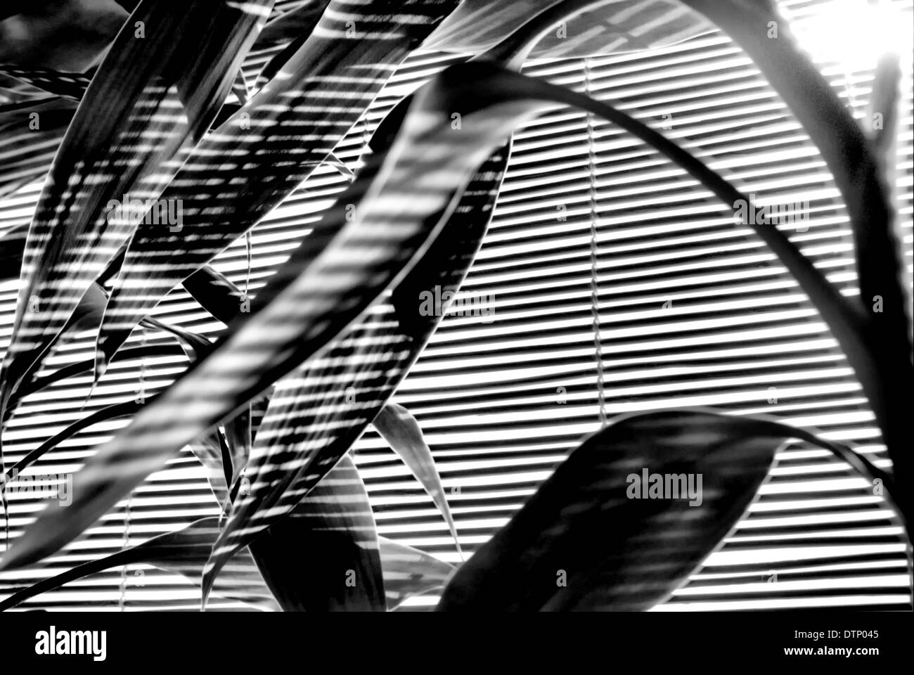 Shadow and Light Stock Photo - Alamy