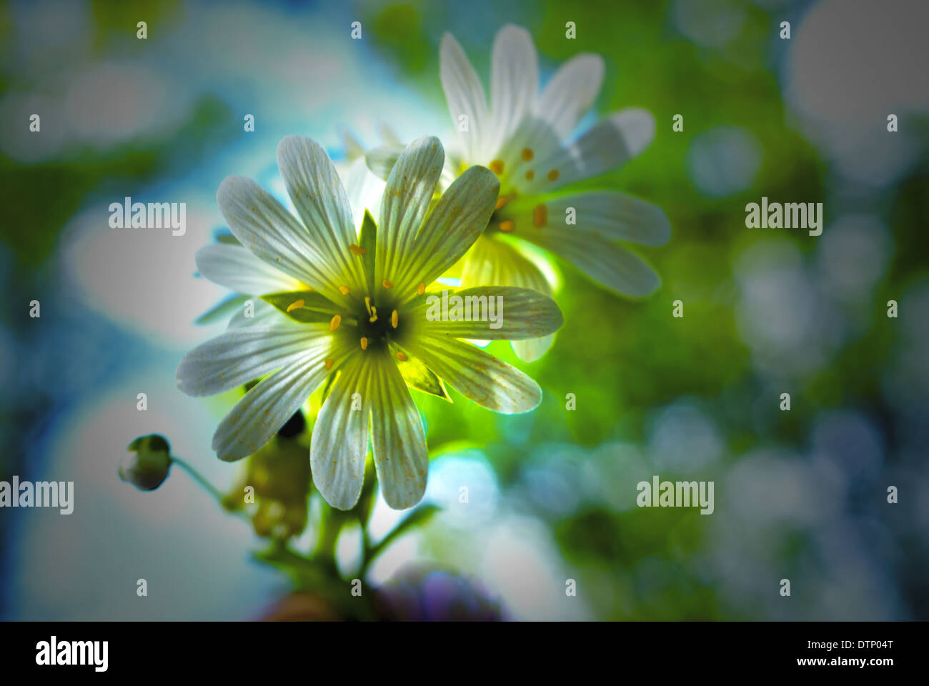 Spring saison hi-res stock photography and images - Alamy