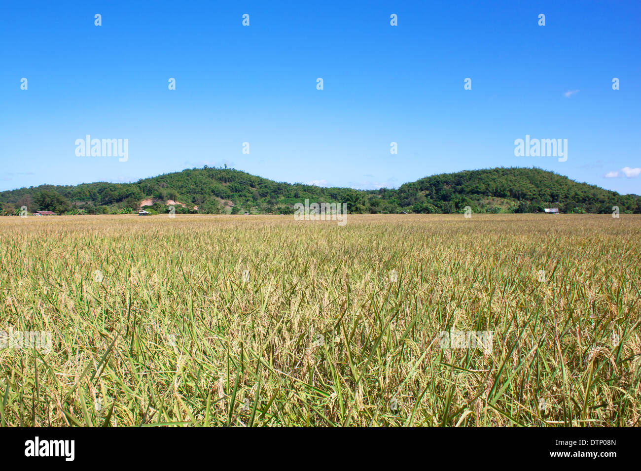 Rice field yellow grass hi-res stock photography and images - Alamy
