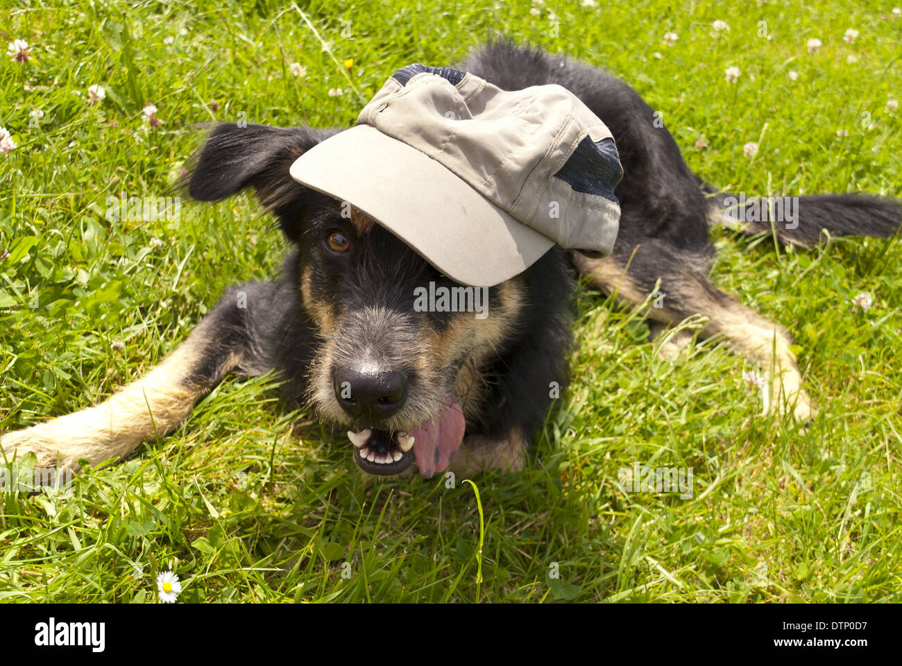 Mischling crossbreed hi-res stock photography and images - Alamy