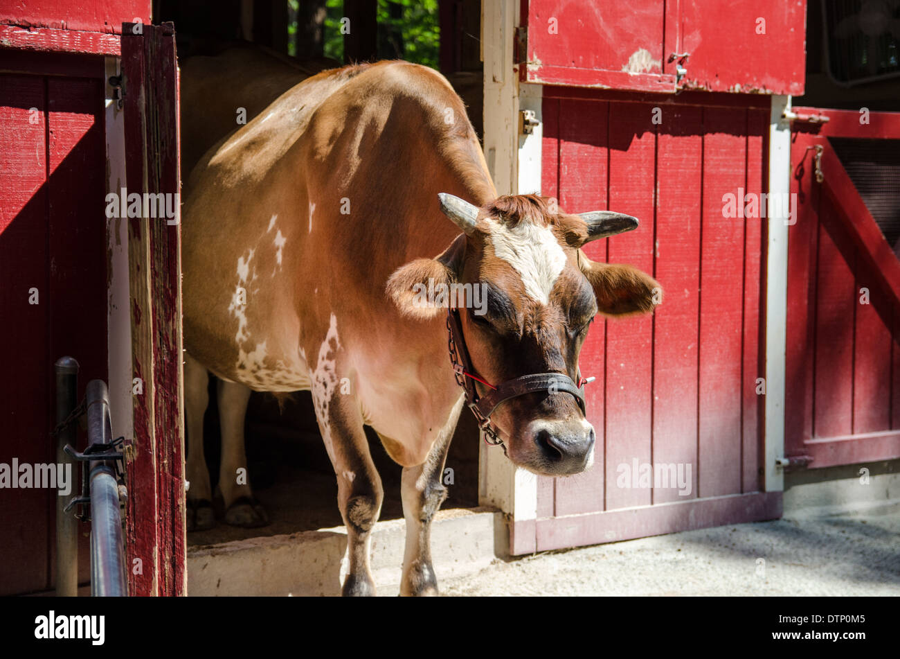 Red barn cow hi-res stock photography and images - Alamy