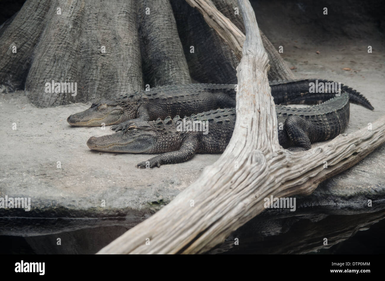 Two American Alligators (ALLIGATOR MISSISSIPPIENSIS) in basking Stock ...